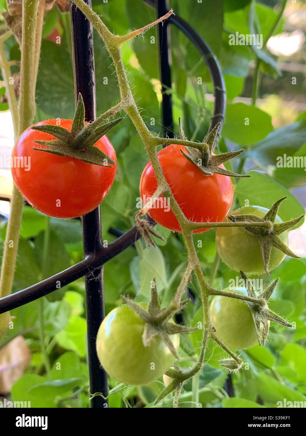 Australian tomatoes hi-res stock photography and images - Alamy