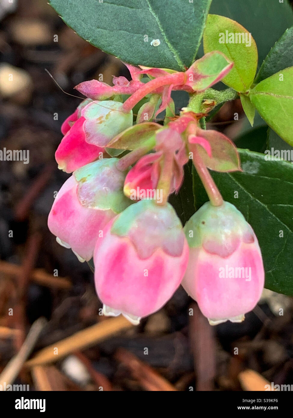 Pink blueberry plant flower buds Stock Photo - Alamy