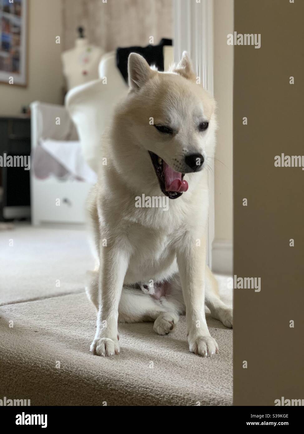 Dog on landing hi-res stock photography and images - Alamy