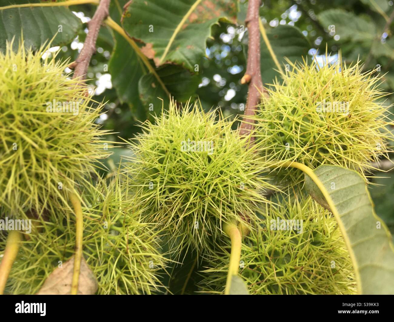 Chestnut fruits hi-res stock photography and images - Alamy