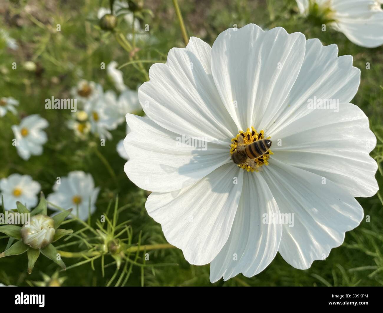 Cosmos and bee hi-res stock photography and images - Alamy
