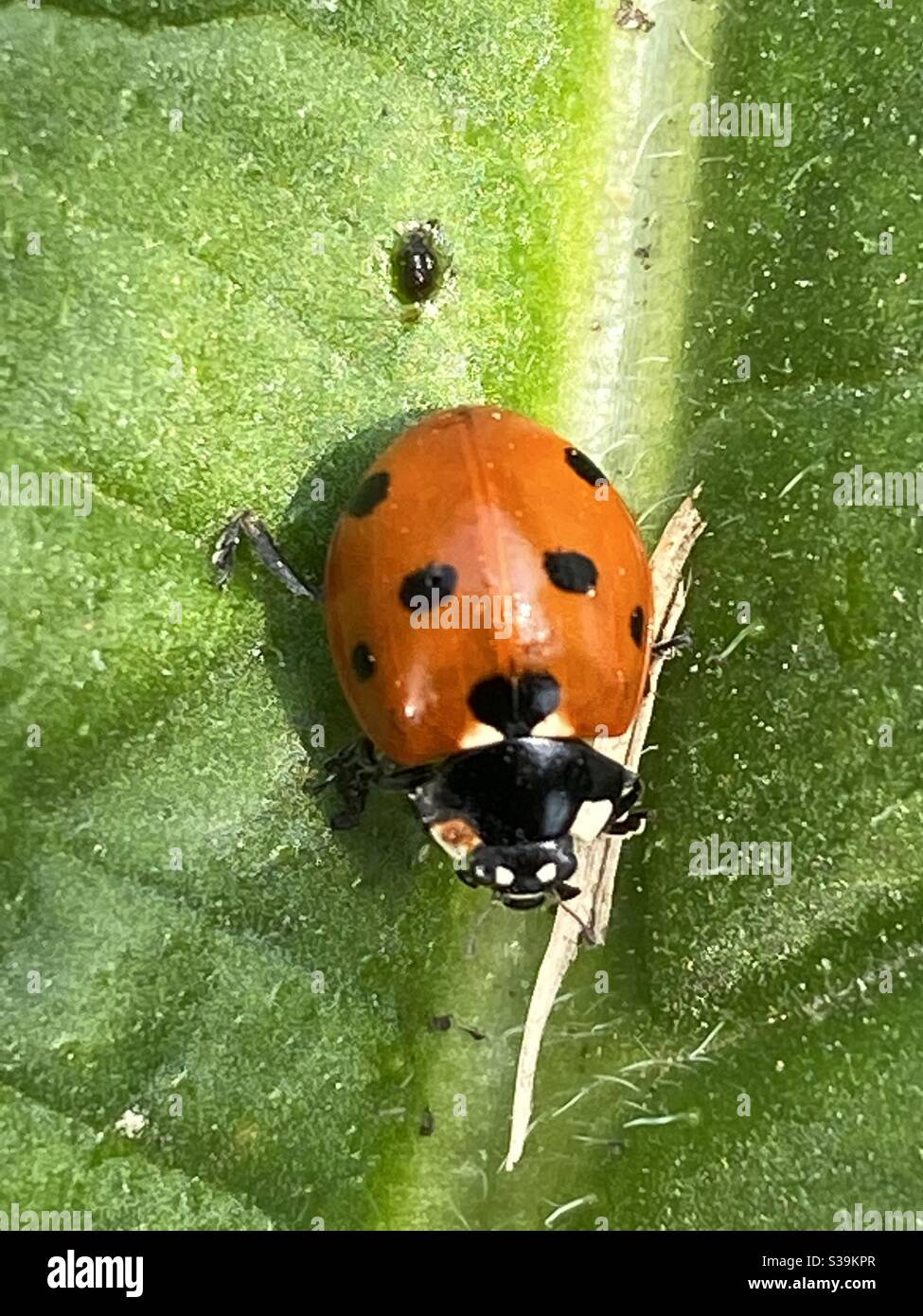 Cute ladybird hi-res stock photography and images - Alamy