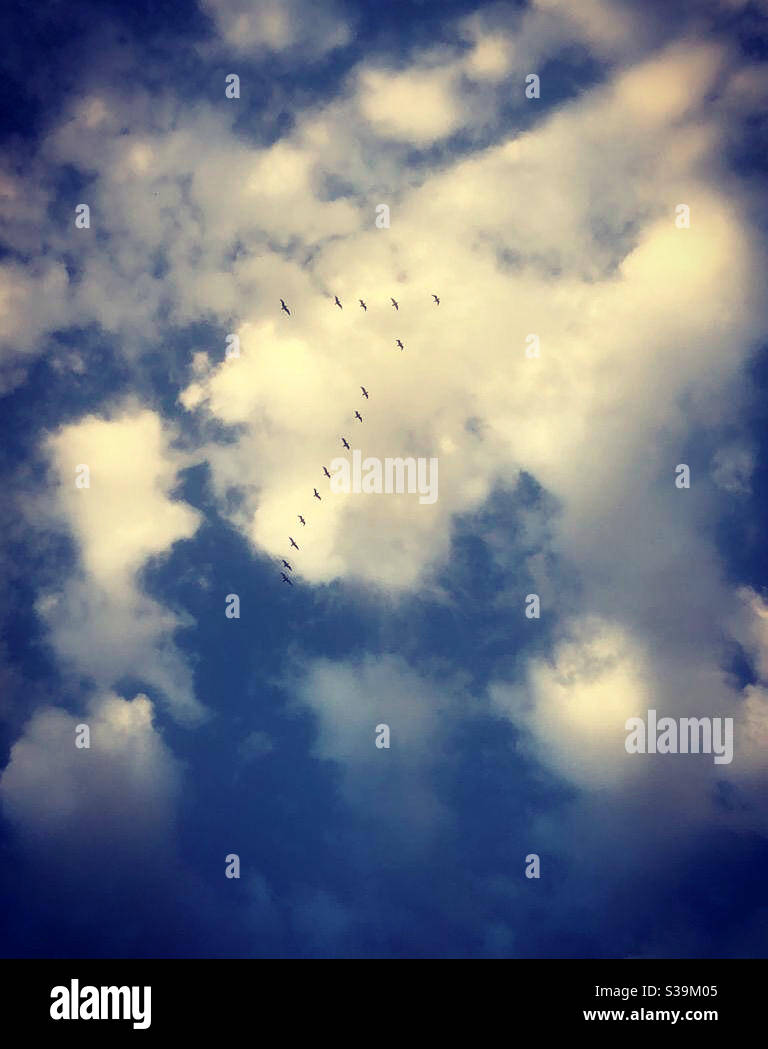 7 geese hi-res stock photography and images - Alamy