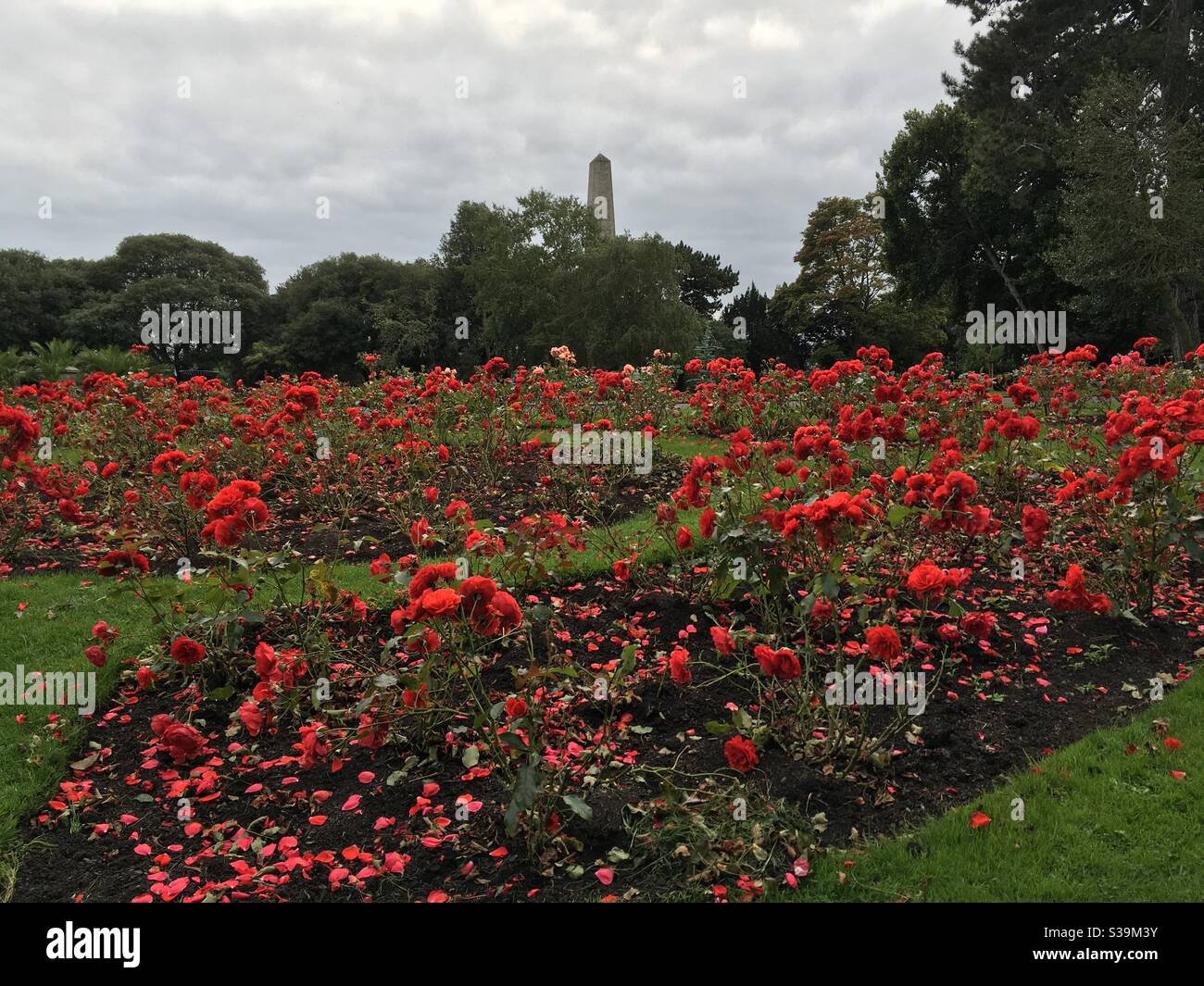 Field of roses hi-res stock photography and images - Alamy