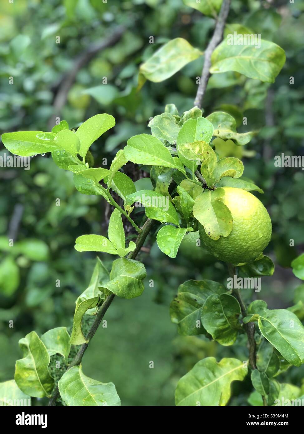 Florida Citrus Tree High Resolution Stock Photography and Images - Alamy