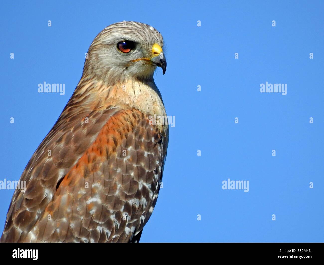 North american red shouldered hawk hi-res stock photography and images ...