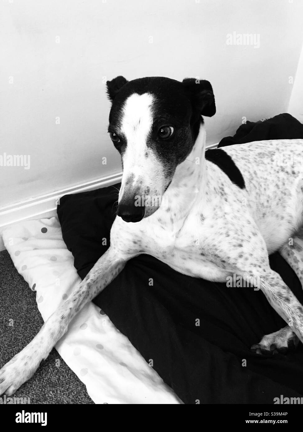 Rescue greyhound hi-res stock photography and images - Alamy
