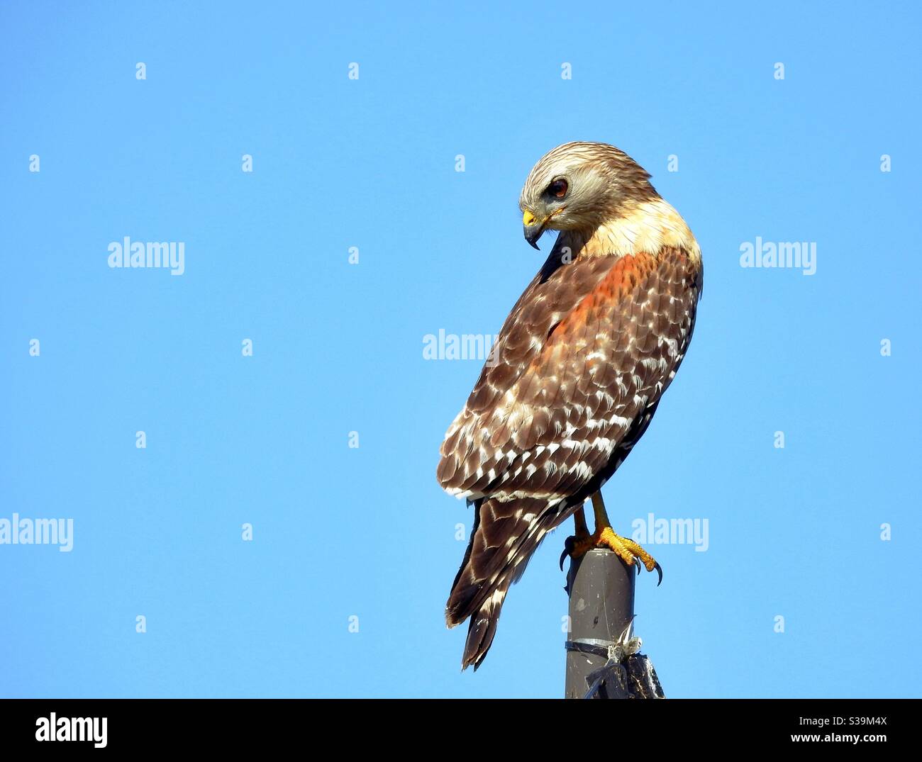 Barred hawk hi-res stock photography and images - Alamy