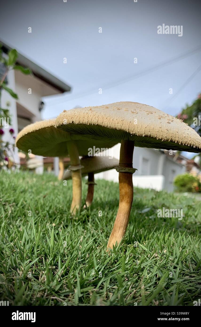 Mushroom housing hi-res stock photography and images - Alamy