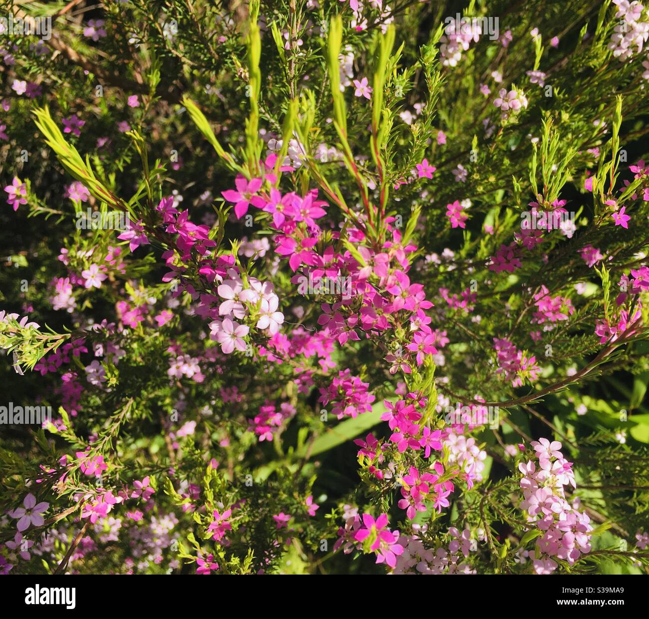 Diosma hi-res stock photography and images - Alamy