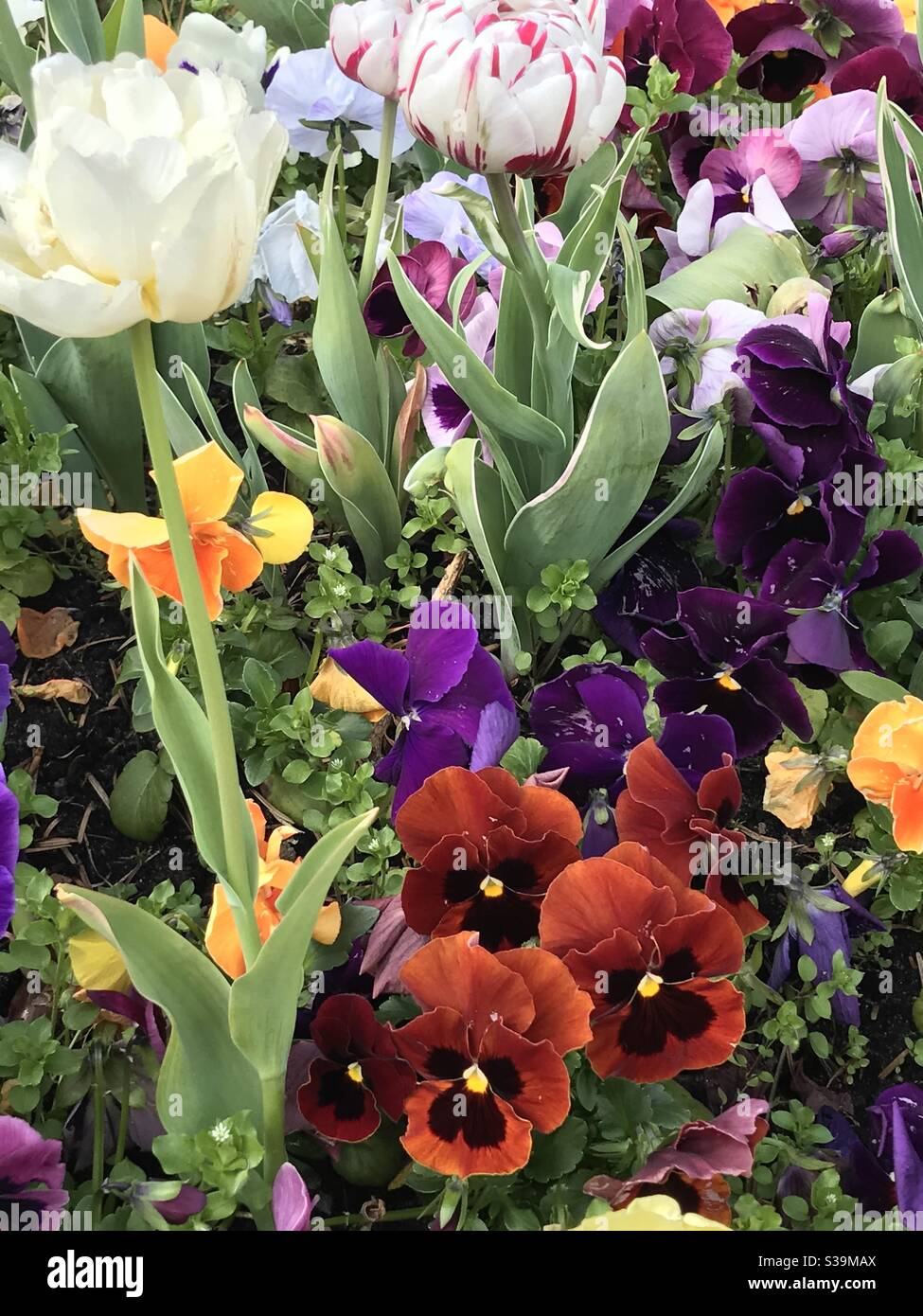 Array of flowers hi-res stock photography and images - Alamy
