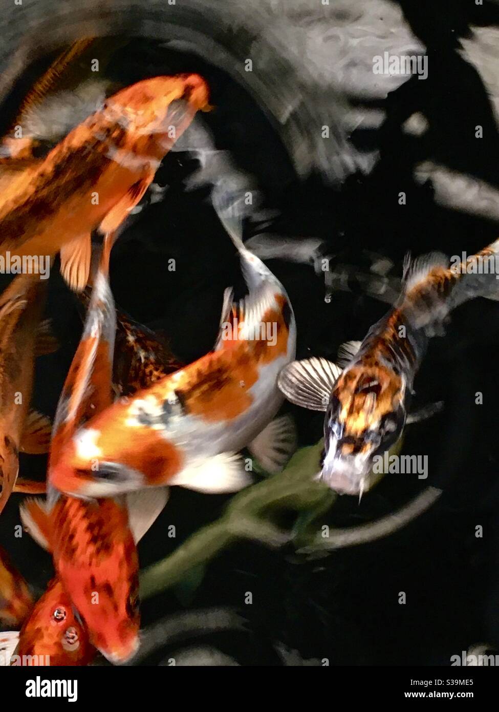 Amber fish hi-res stock photography and images - Alamy