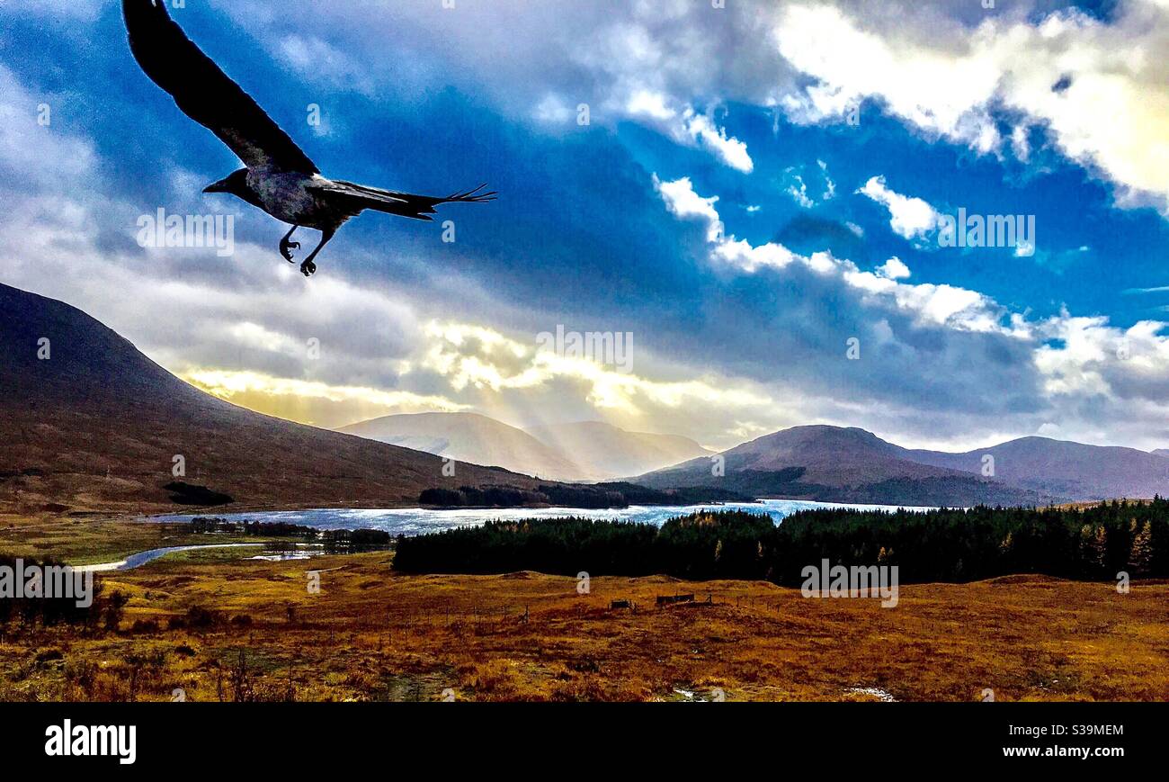 Hooded crow scotland hi-res stock photography and images - Alamy