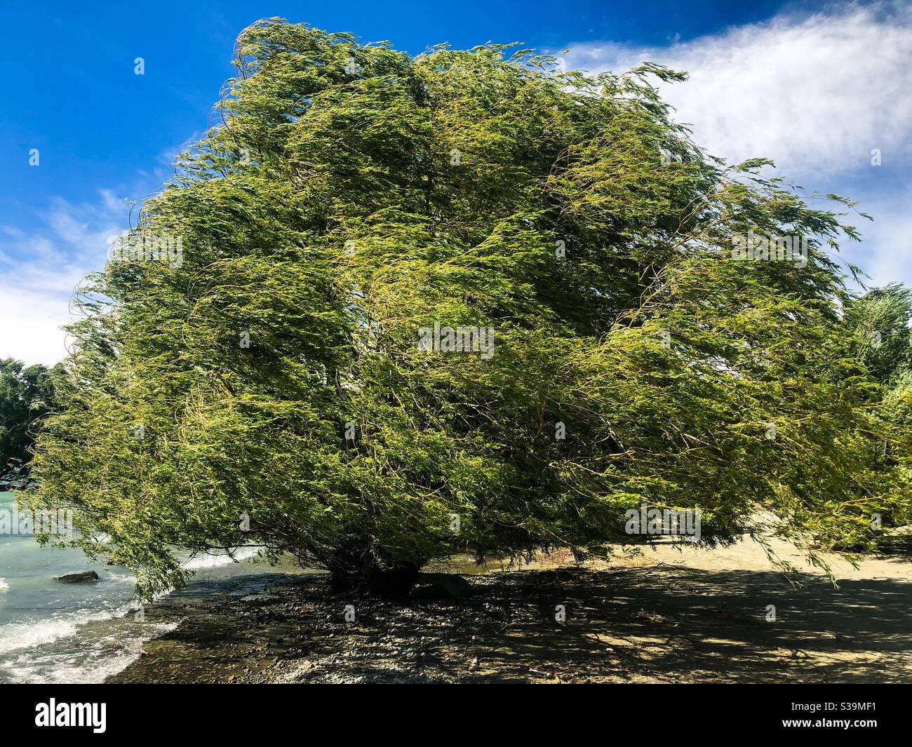 Windy tree hi-res stock photography and images - Alamy