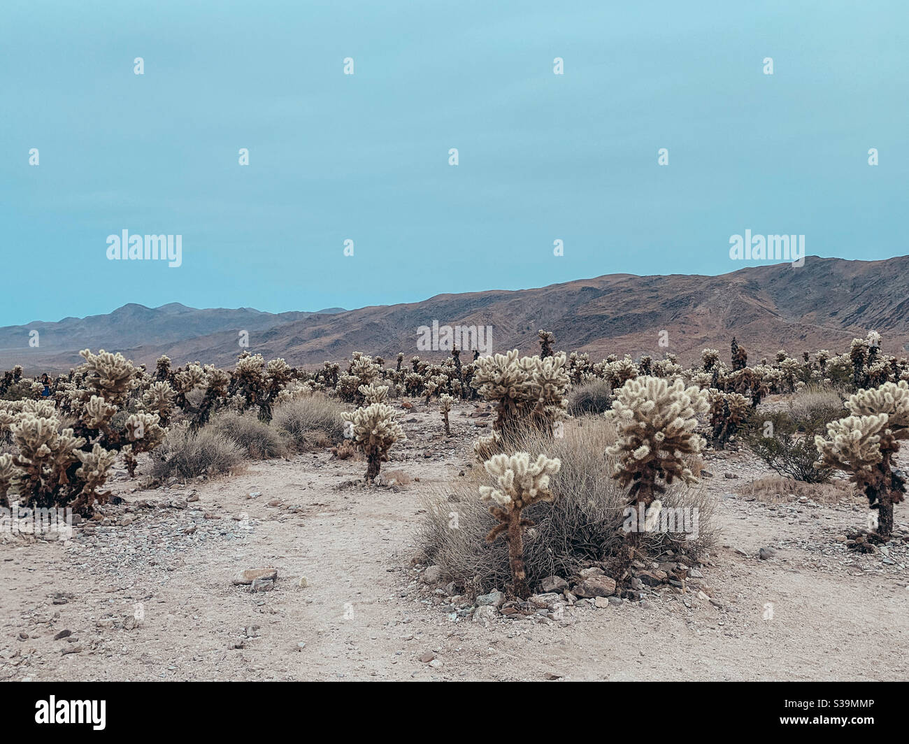 Cacti desert hi-res stock photography and images - Alamy