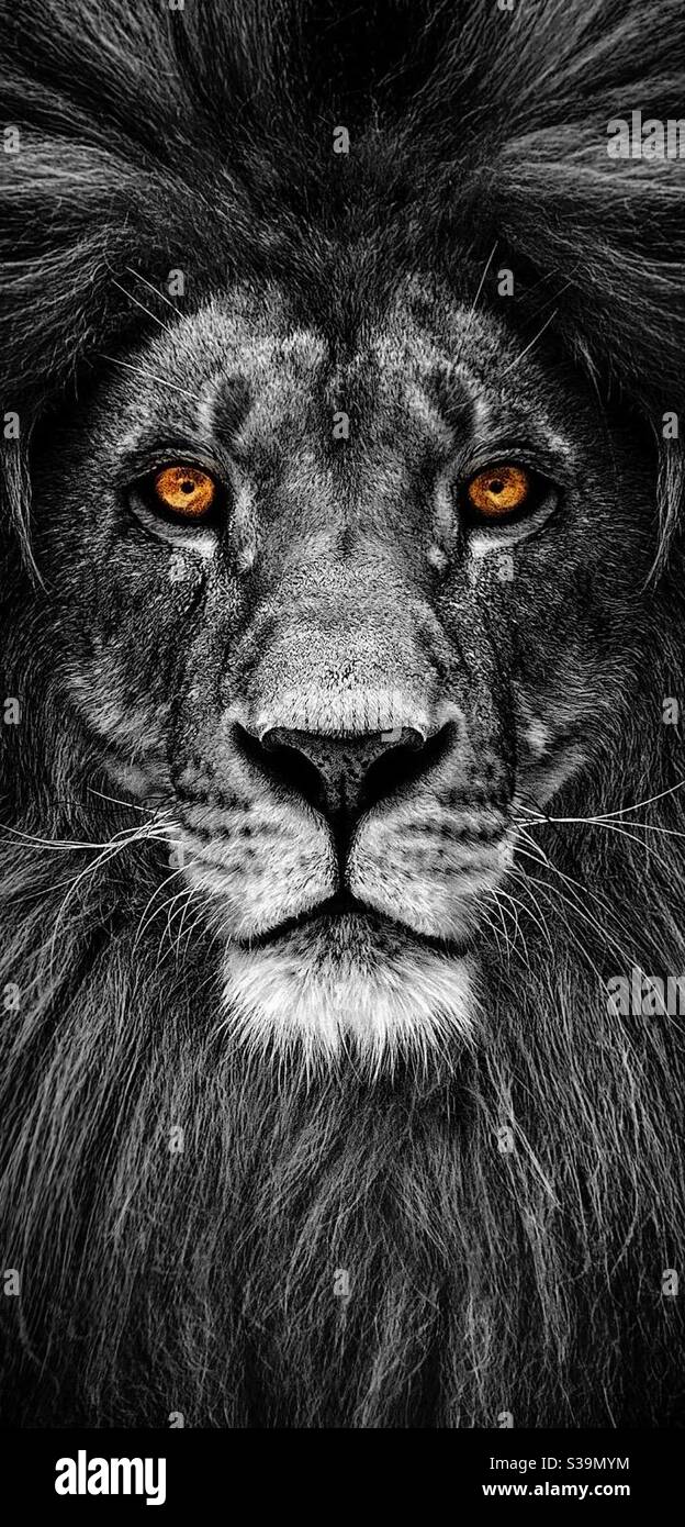 Black Lion With Red Eyes