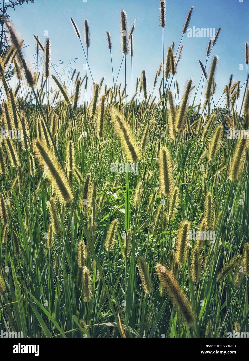 Setaria parviflora in North Carolina farm field, September Stock Photo ...