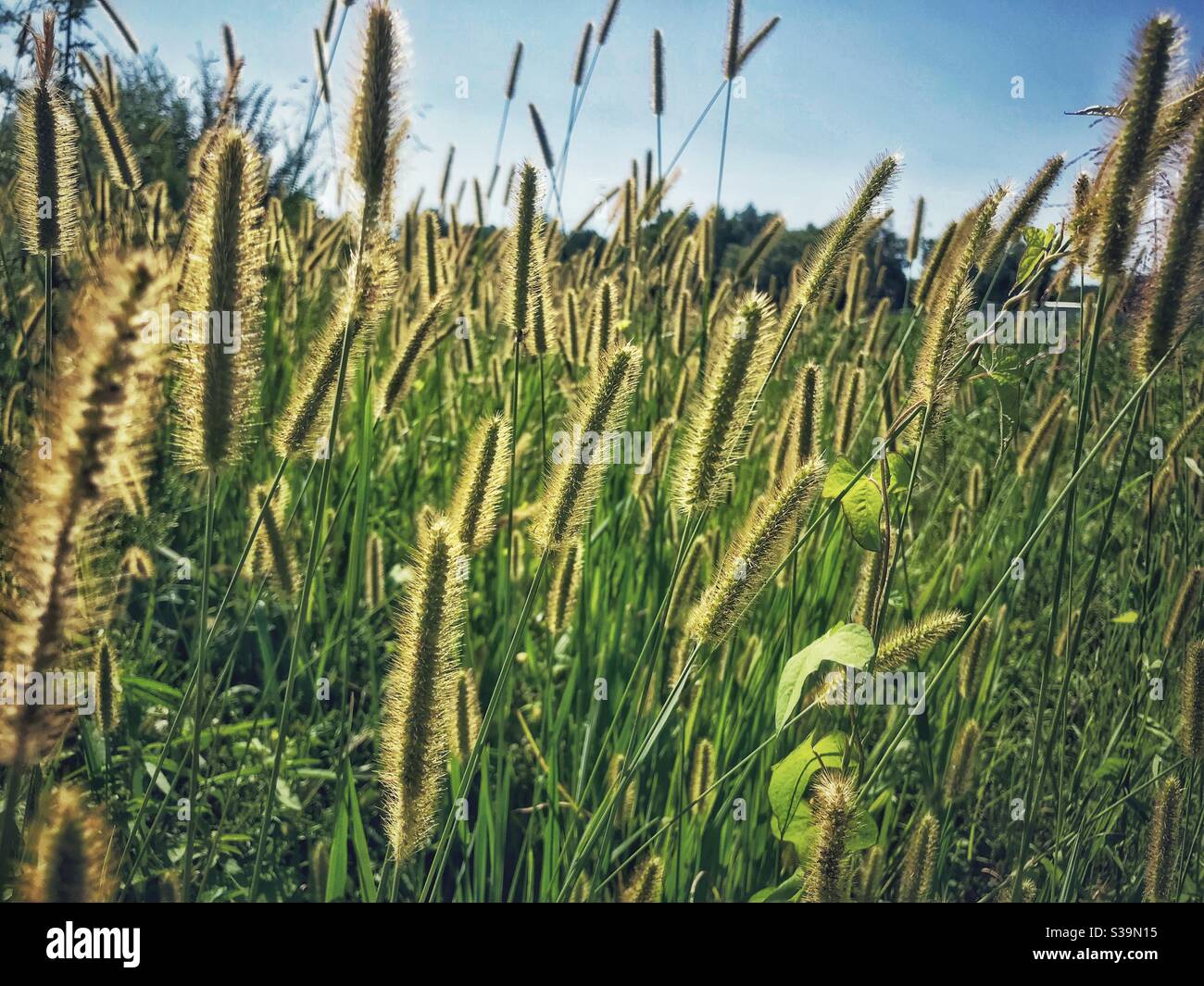 Marsh foxtail hi-res stock photography and images - Alamy