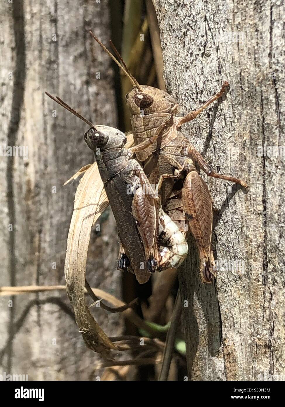 Grasshoppers hi-res stock photography and images - Alamy