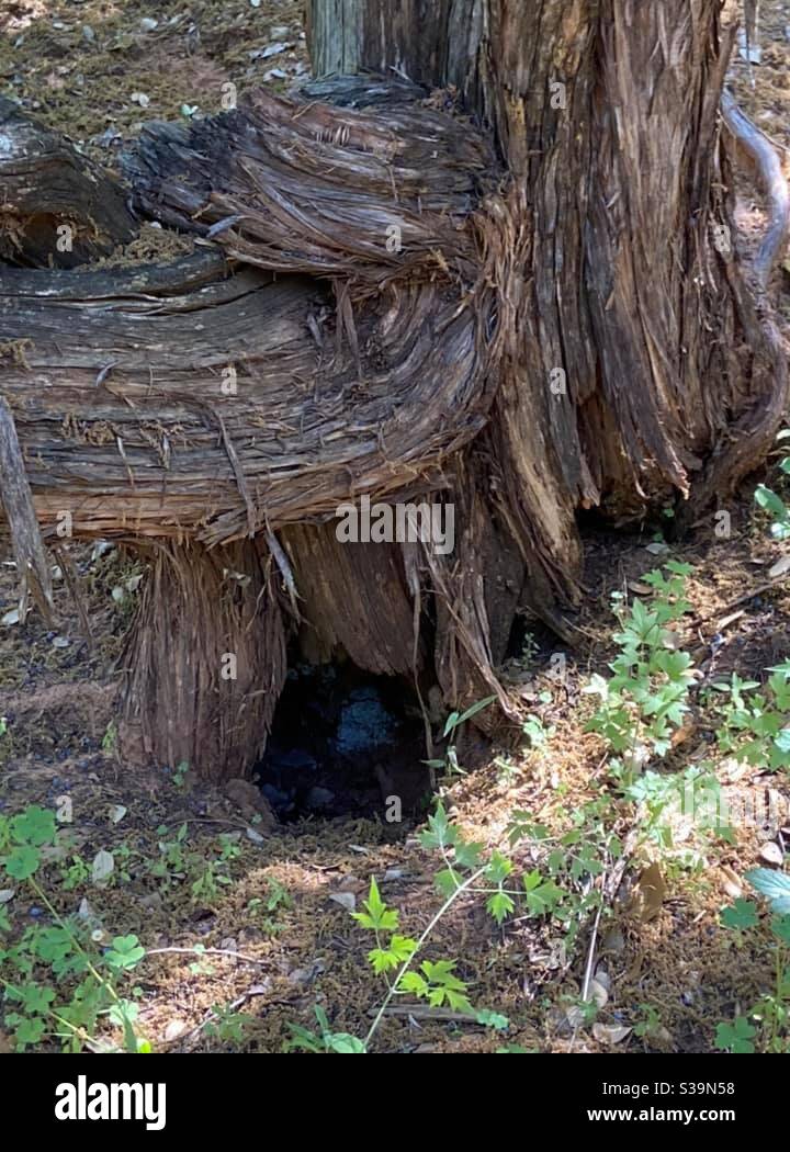 Texas creek bed hi-res stock photography and images - Alamy