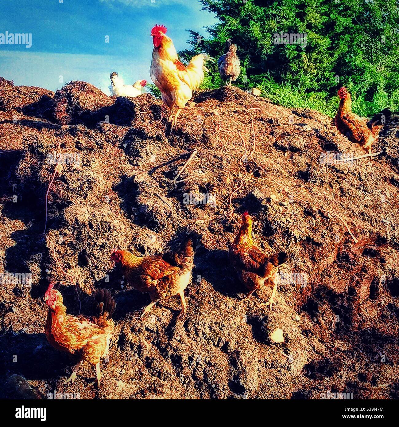 Free range chickens blue sky hi-res stock photography and images - Alamy