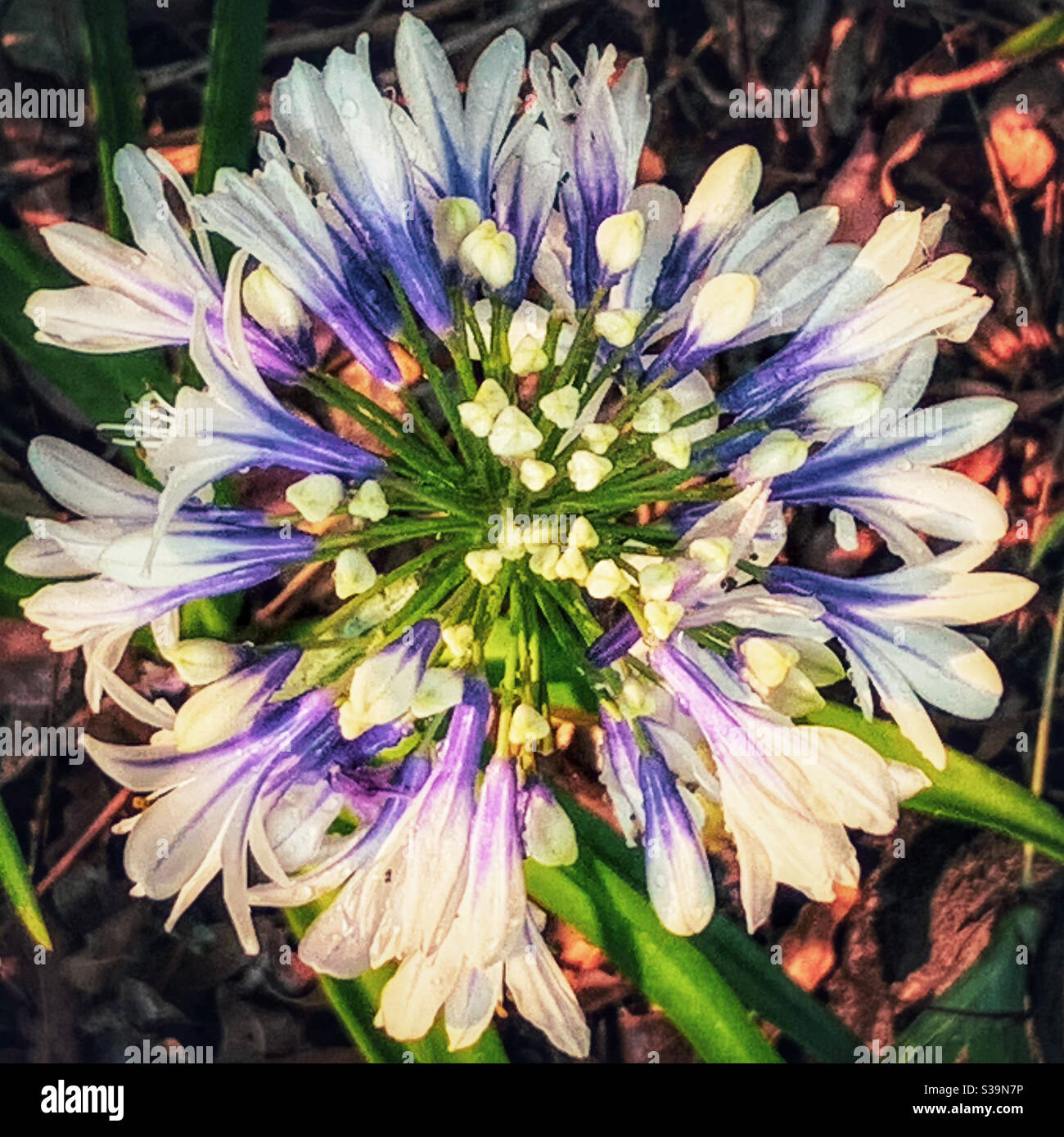 White and purple agapanthus blooming Stock Photo - Alamy