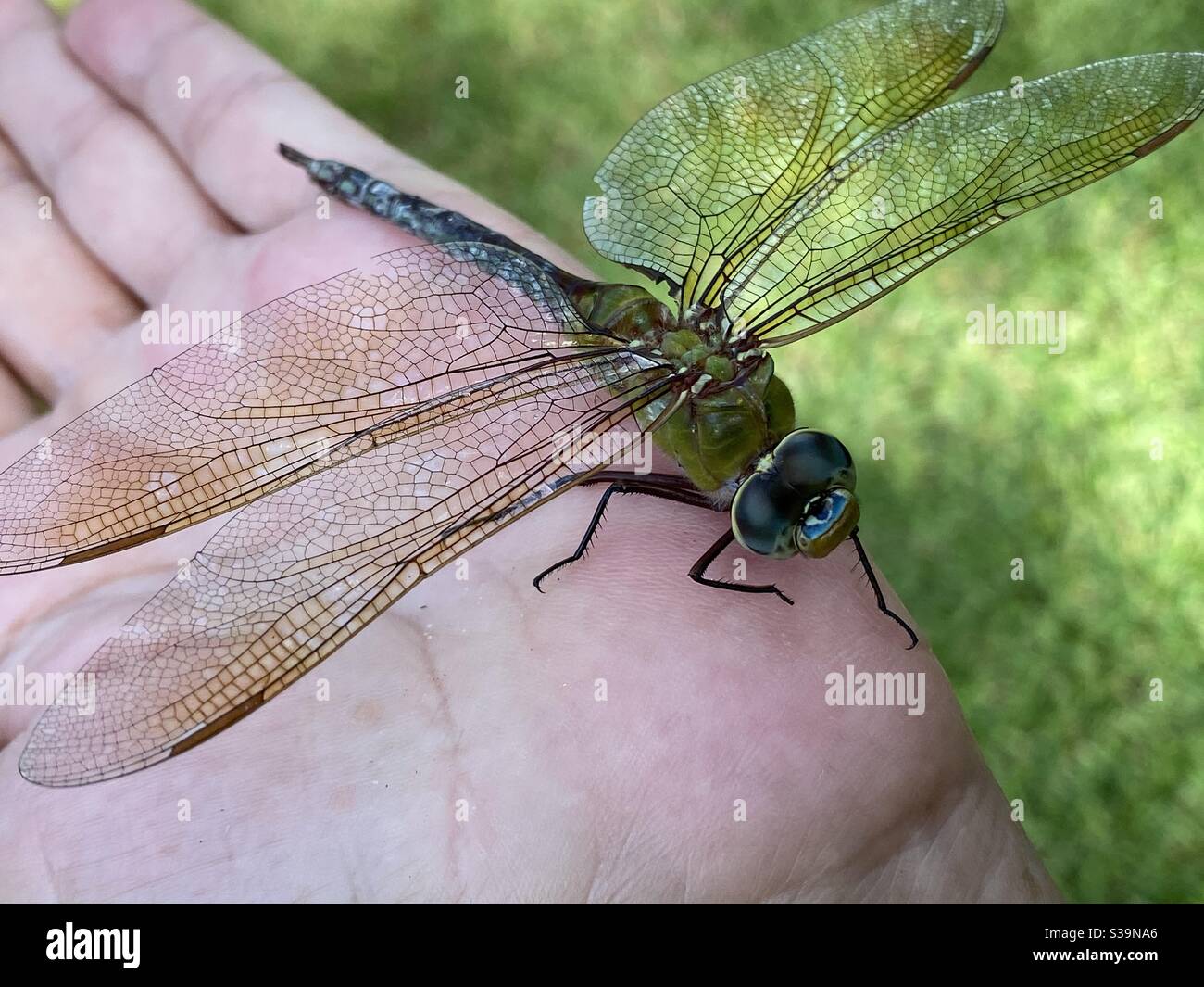 Dragonfly setting in hand hi-res stock photography and images - Alamy