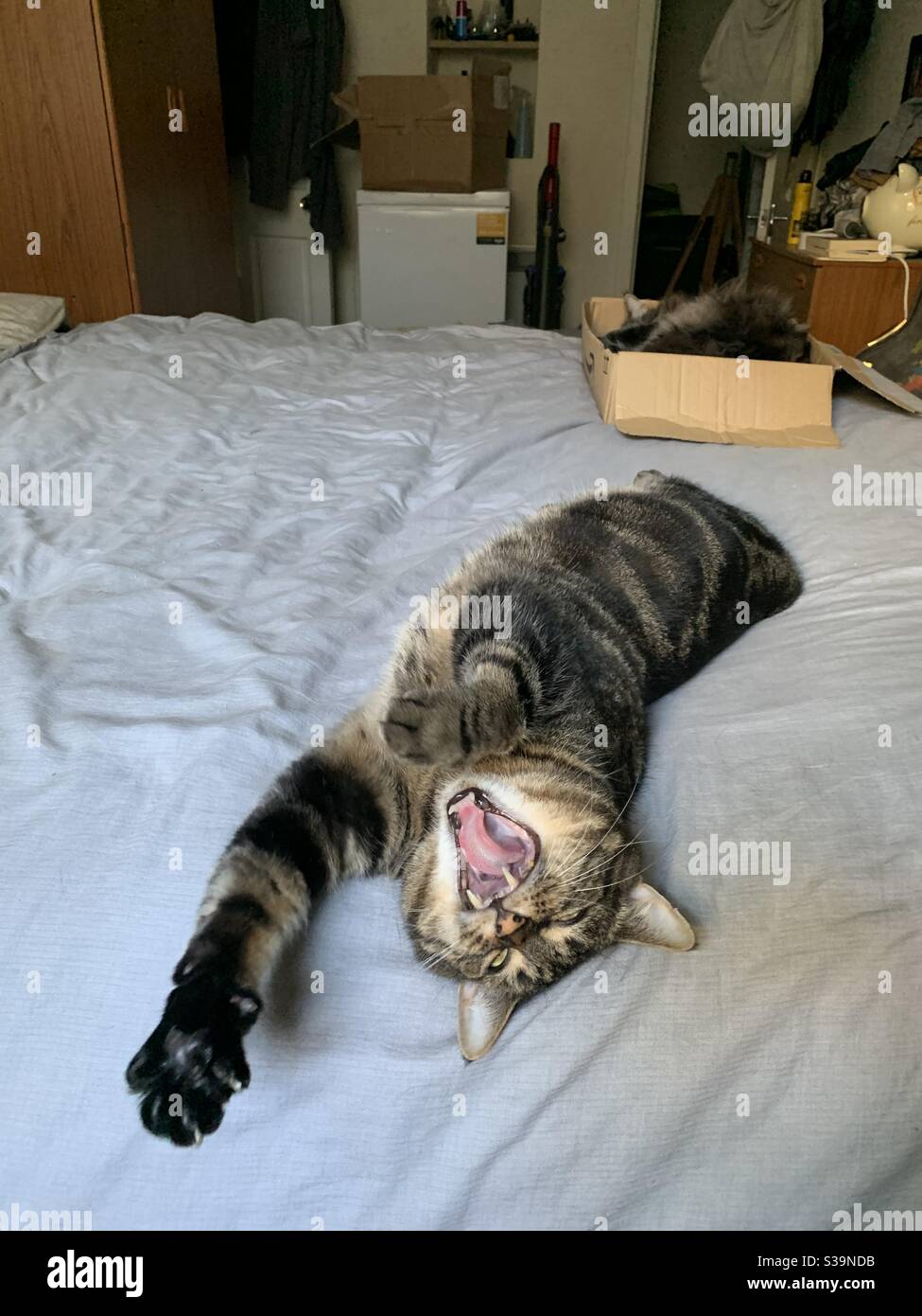 Cute roar hi-res stock photography and images - Alamy