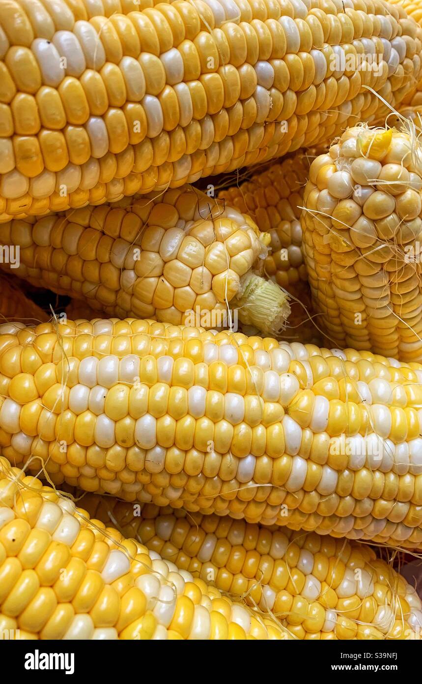 Fresh yellow corn on the cob Stock Photo - Alamy