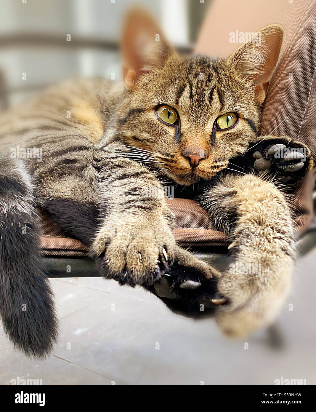 Cat and four paws Stock Photo - Alamy