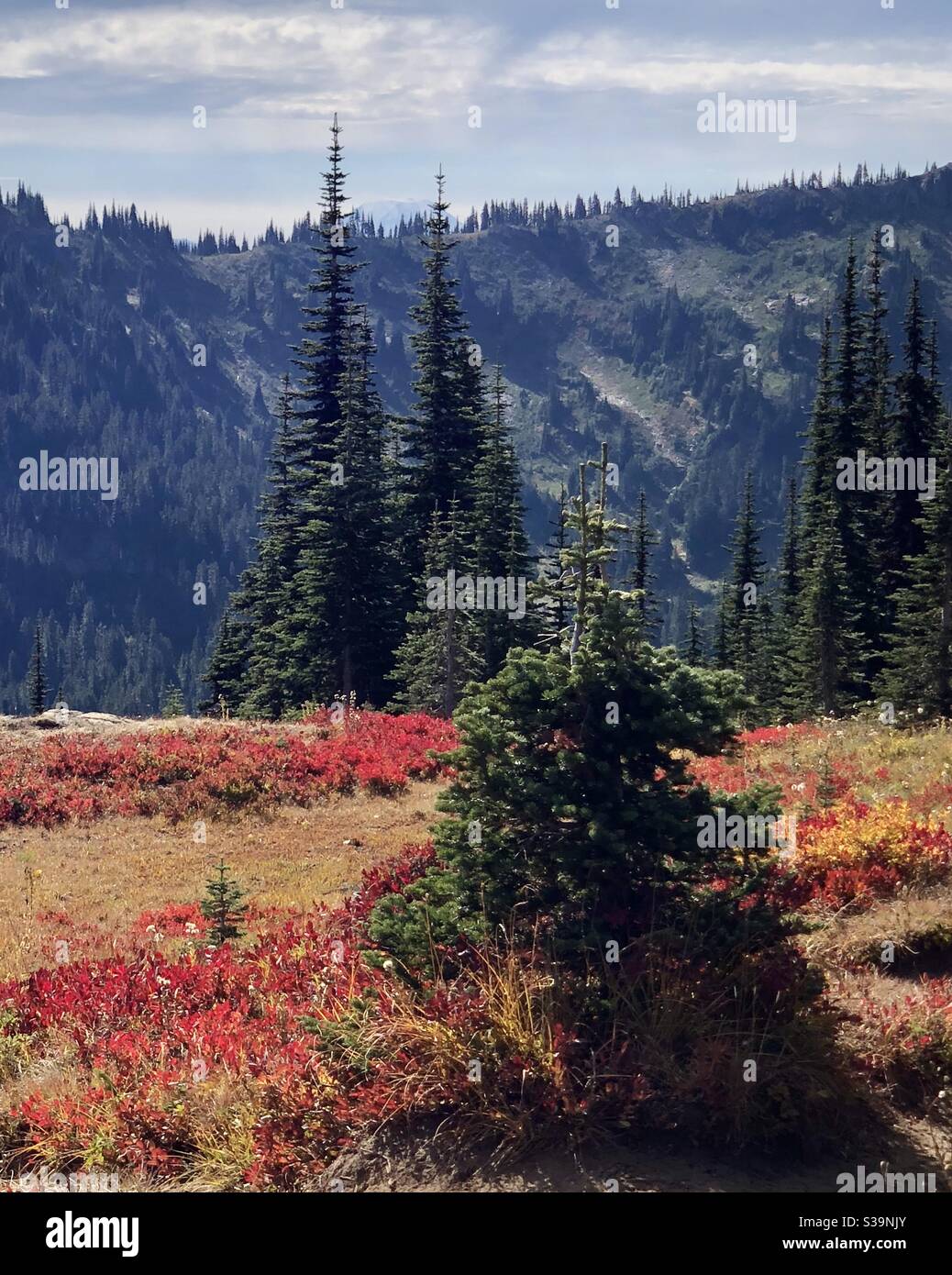 Meadow vista hi-res stock photography and images - Alamy