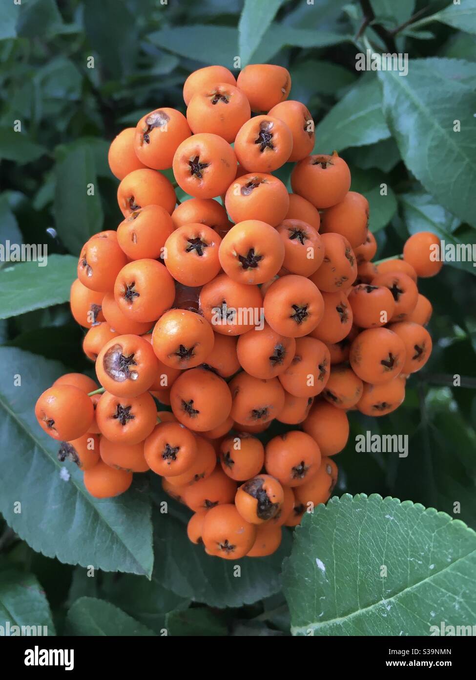 Strange orange hi-res stock photography and images - Alamy