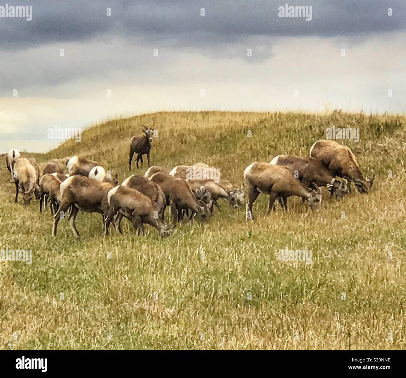 Herd of female and young mountain sheep in The Badlands National Park ...