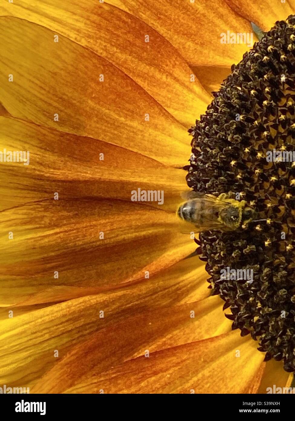 Bronze bee hi-res stock photography and images - Alamy