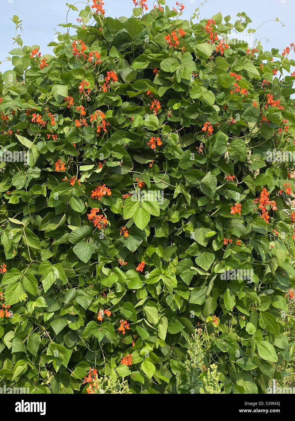Runner bean flowers and foliage hi-res stock photography and images - Alamy