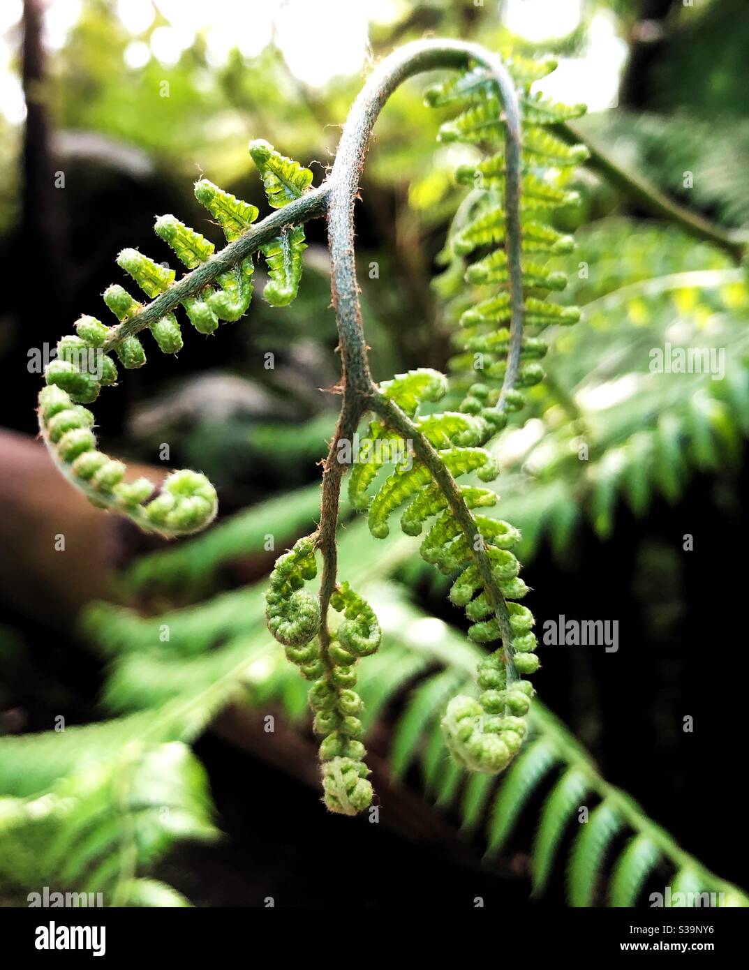 Leaf sprouts hi-res stock photography and images - Alamy