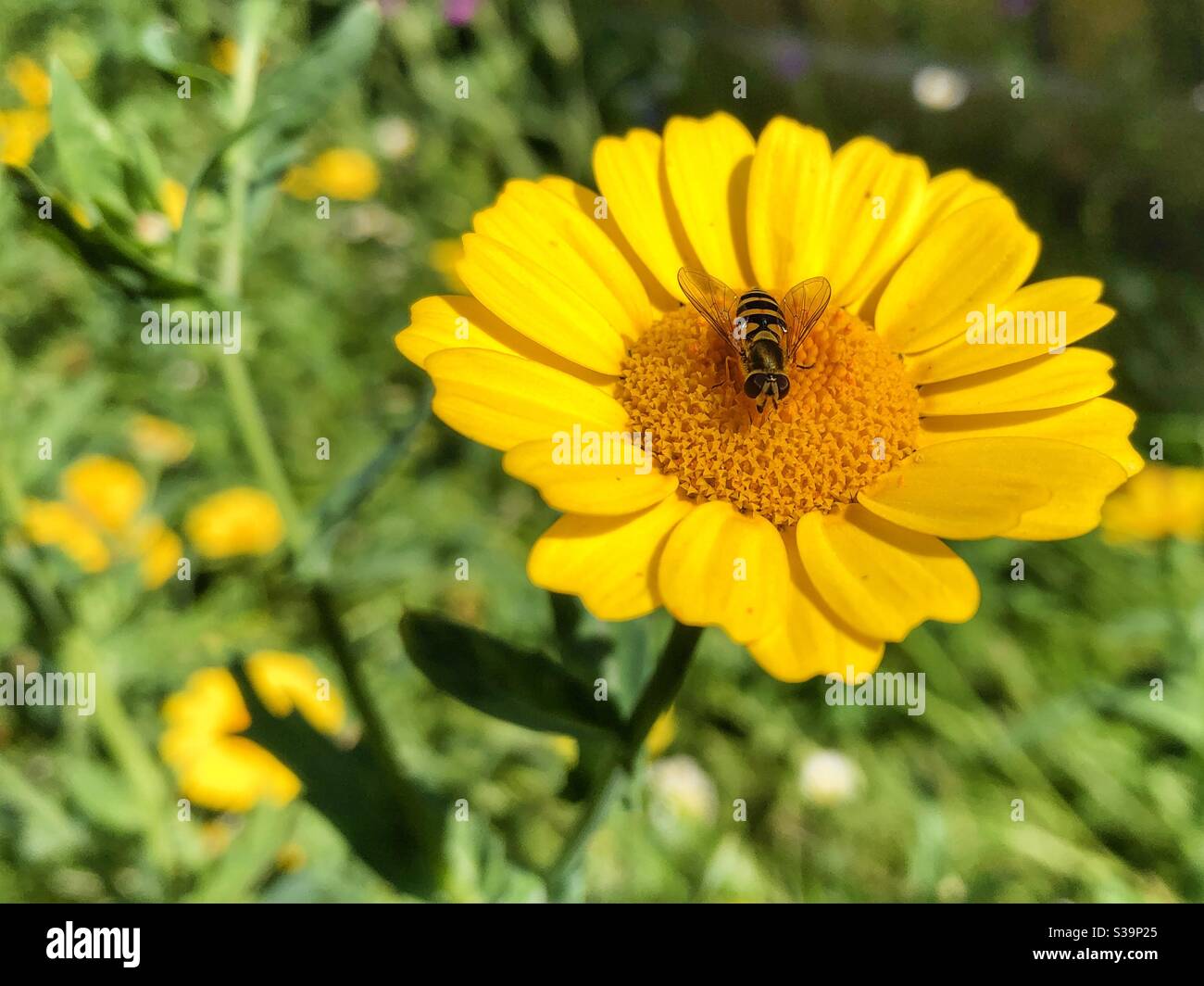 Corn marigold flower hi-res stock photography and images - Alamy