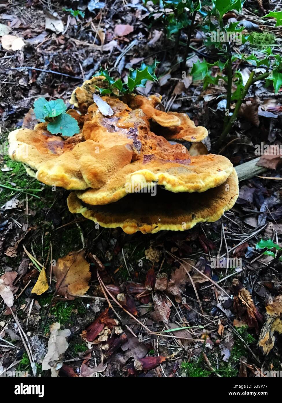 Chicken of the Woods - Finchampstead Ridges Stock Photo - Alamy