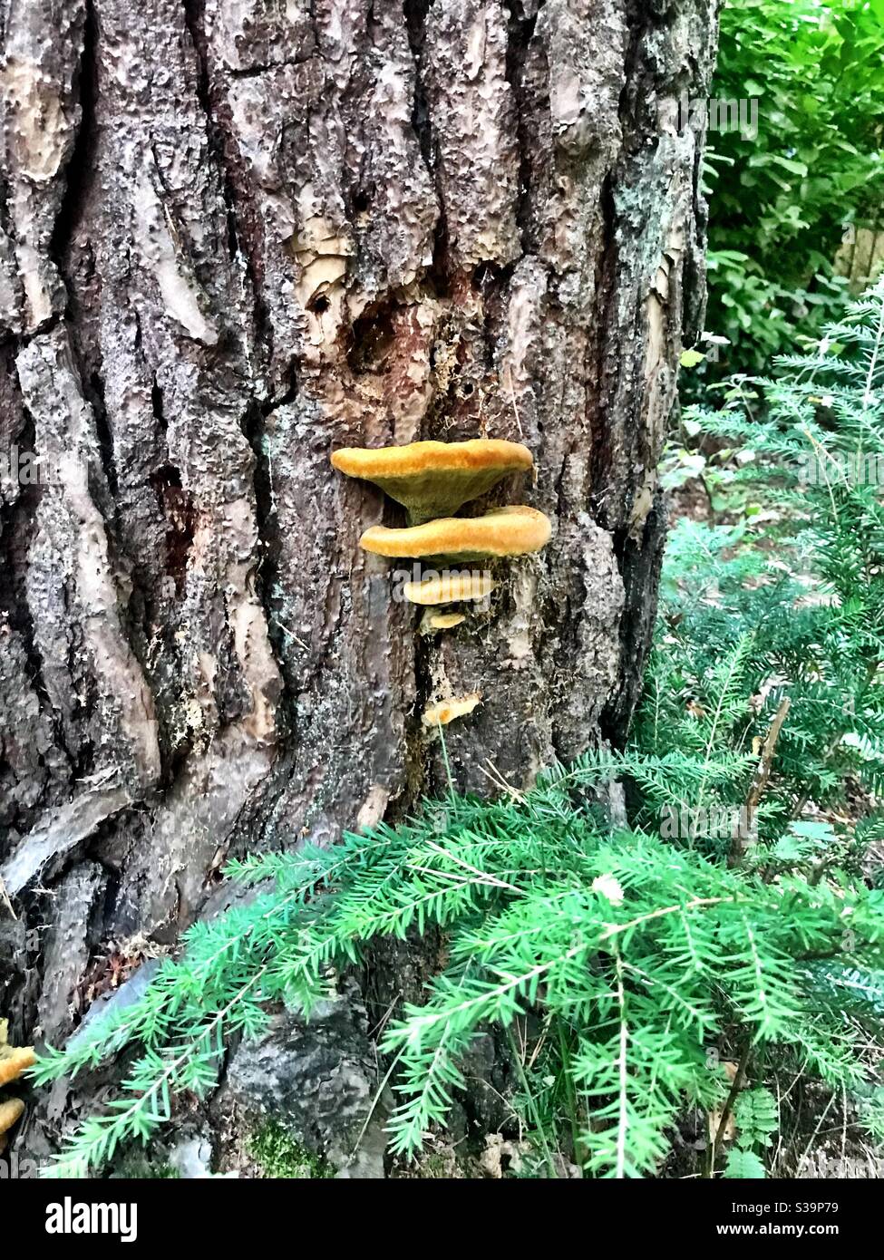 Chicken of the woods- Finchampstead Ridges Stock Photo - Alamy