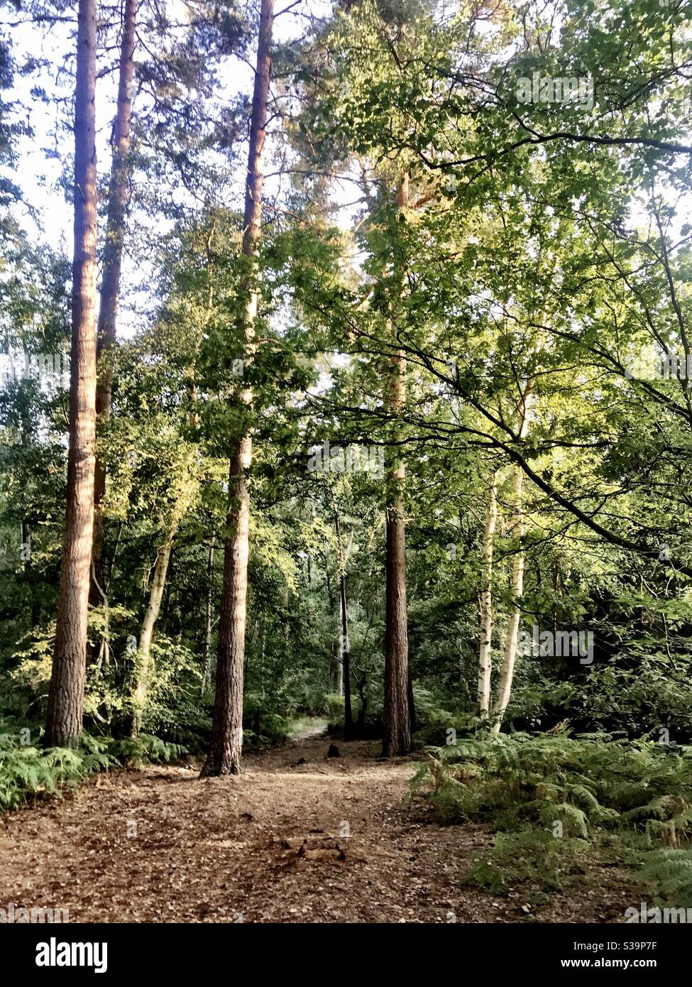 Forest walk - Finchampstead Ridges Stock Photo - Alamy