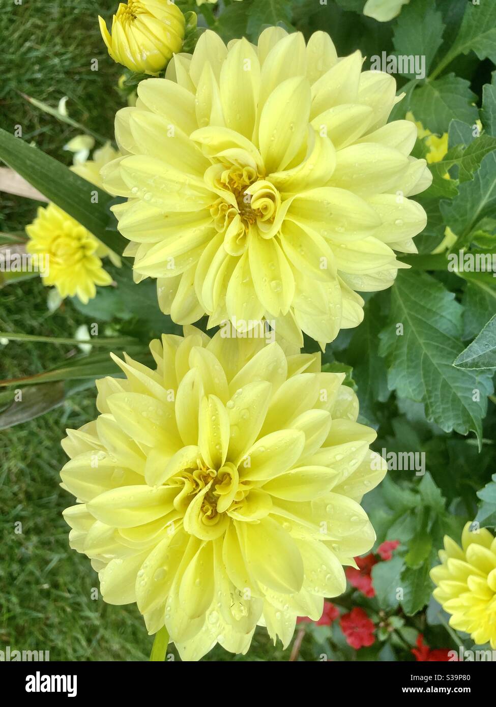 Yellow dahlias hi-res stock photography and images - Alamy