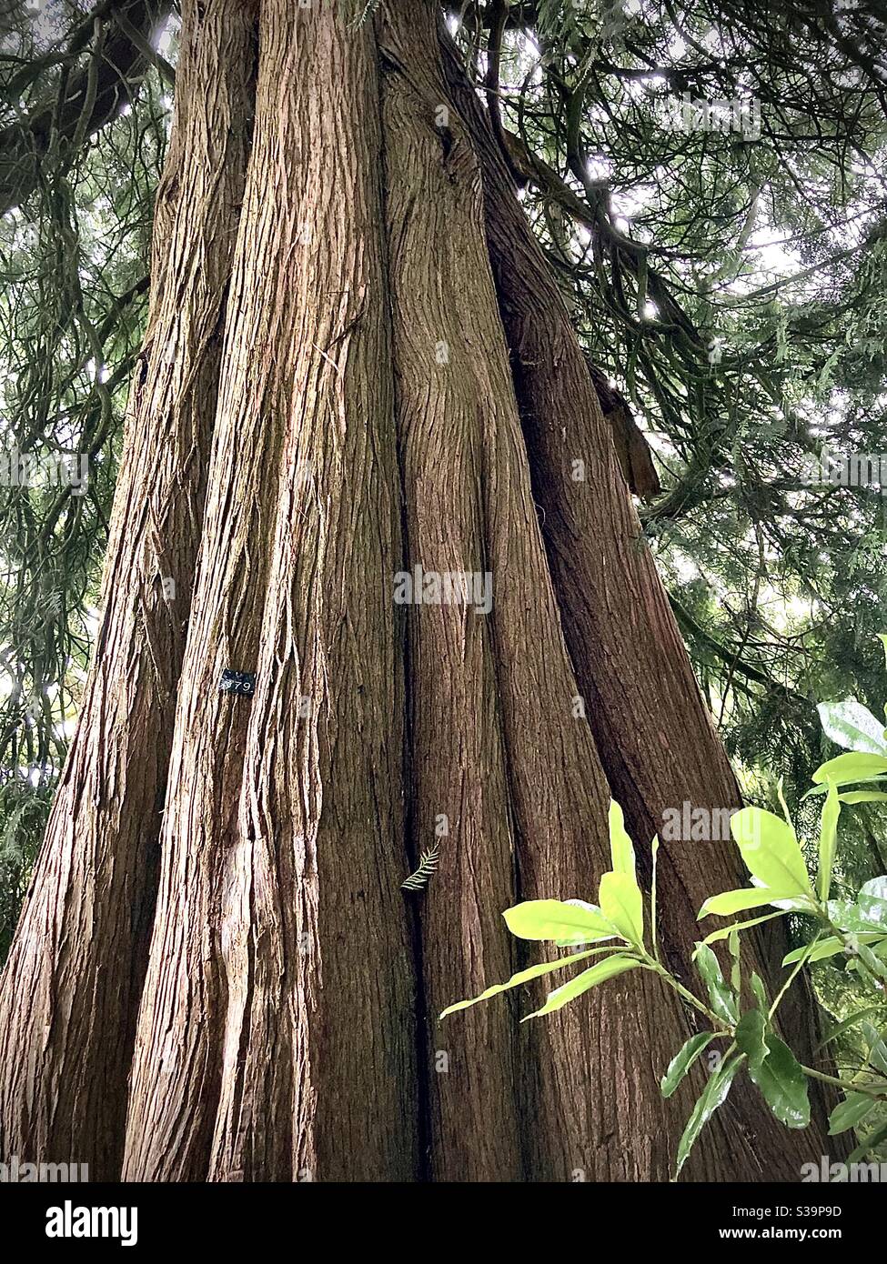 Beautiful bark formation in the length of the tree Stock Photo - Alamy