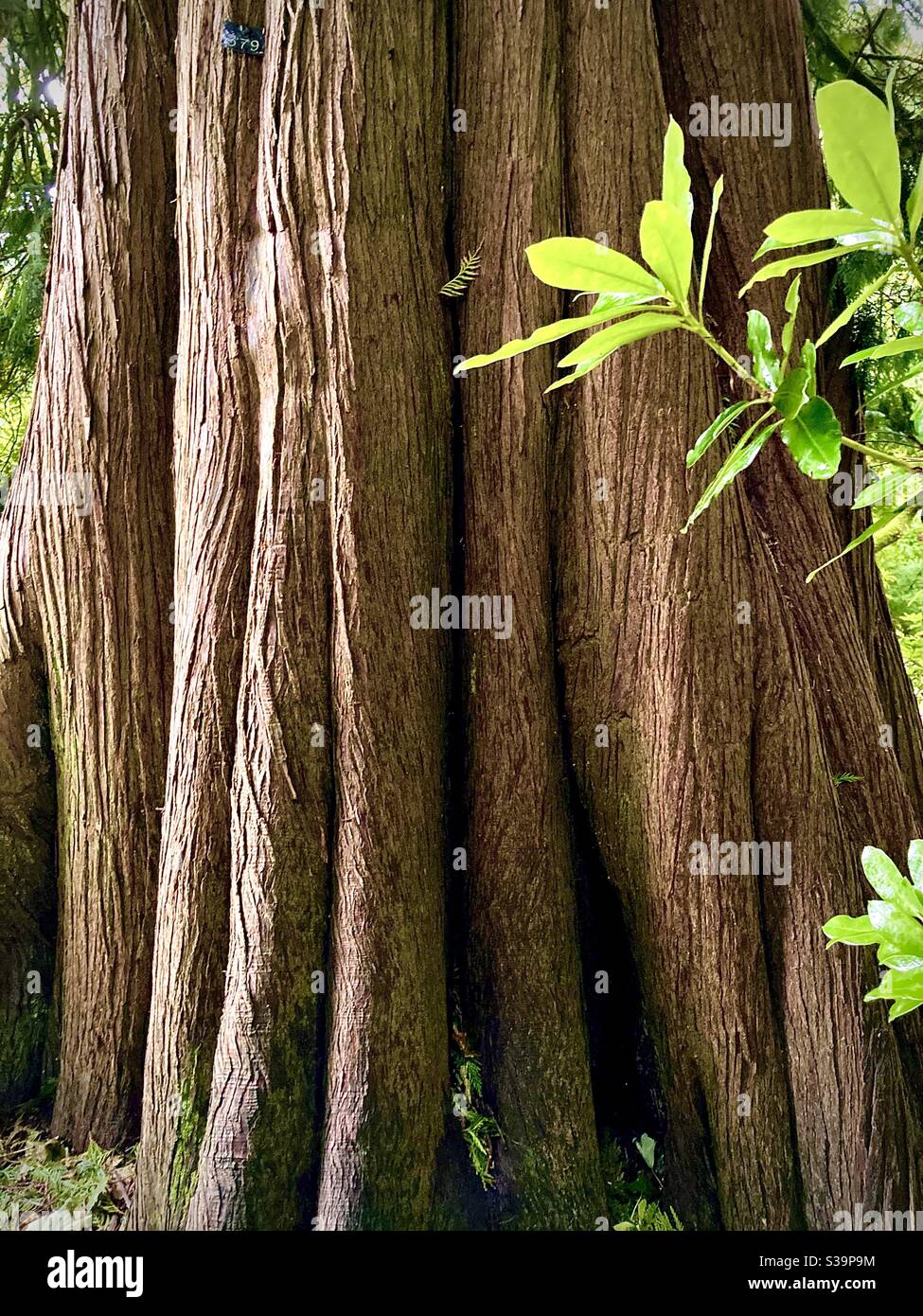 Beautiful tree trunk formation Stock Photo - Alamy