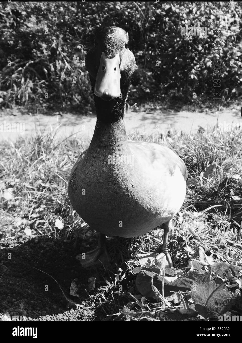 Big duck hi-res stock photography and images - Alamy