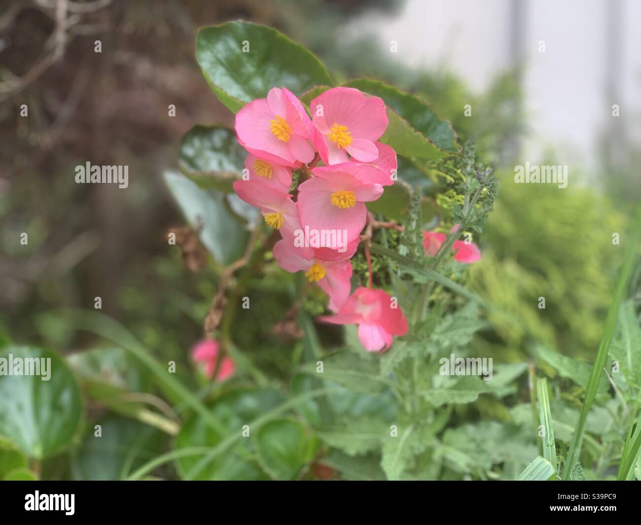 Outdoor begonia hi-res stock photography and images - Alamy