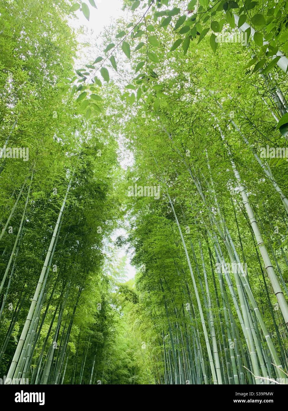 Arashiyama Bamboo Groove Stock Photo - Alamy
