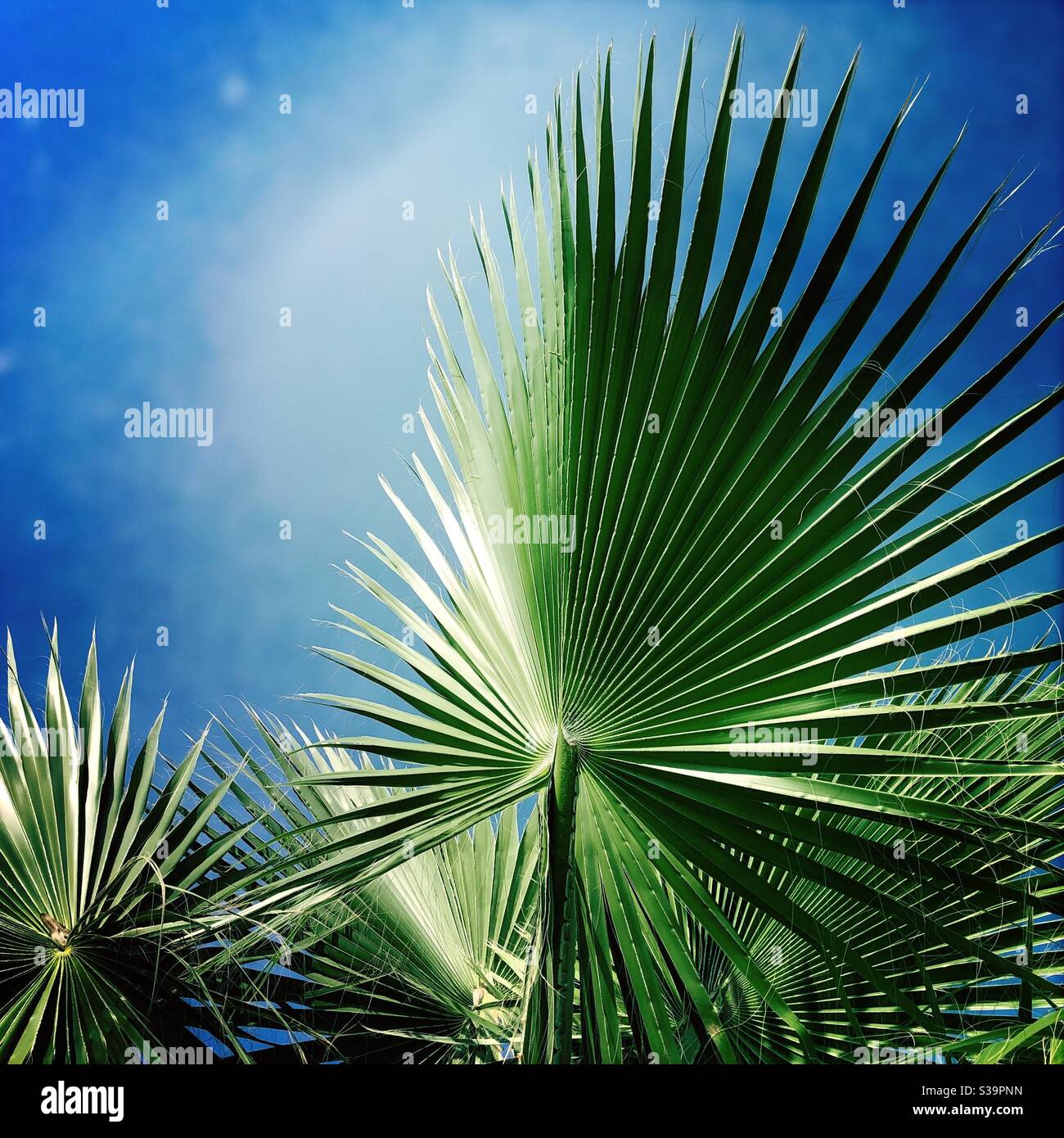 Detail of palm tree Stock Photo - Alamy