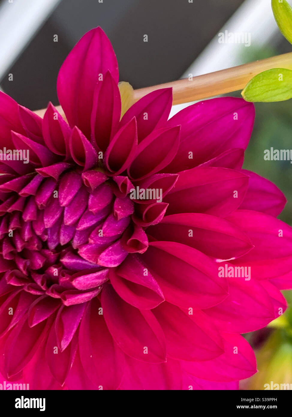 Dahlia deep red flower hi-res stock photography and images - Alamy