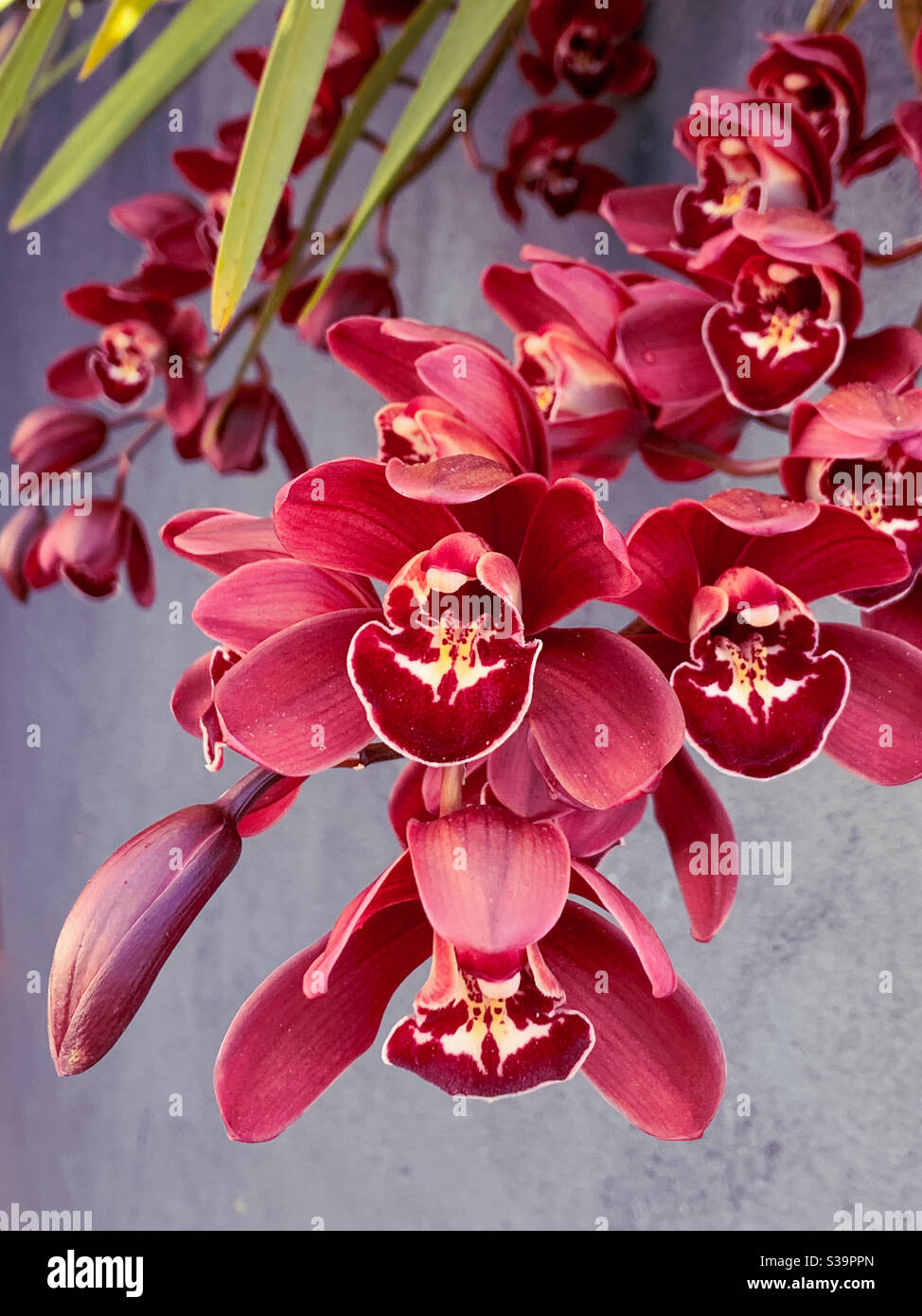 Cymbidium Orchids High Resolution Stock Photography and Images - Alamy