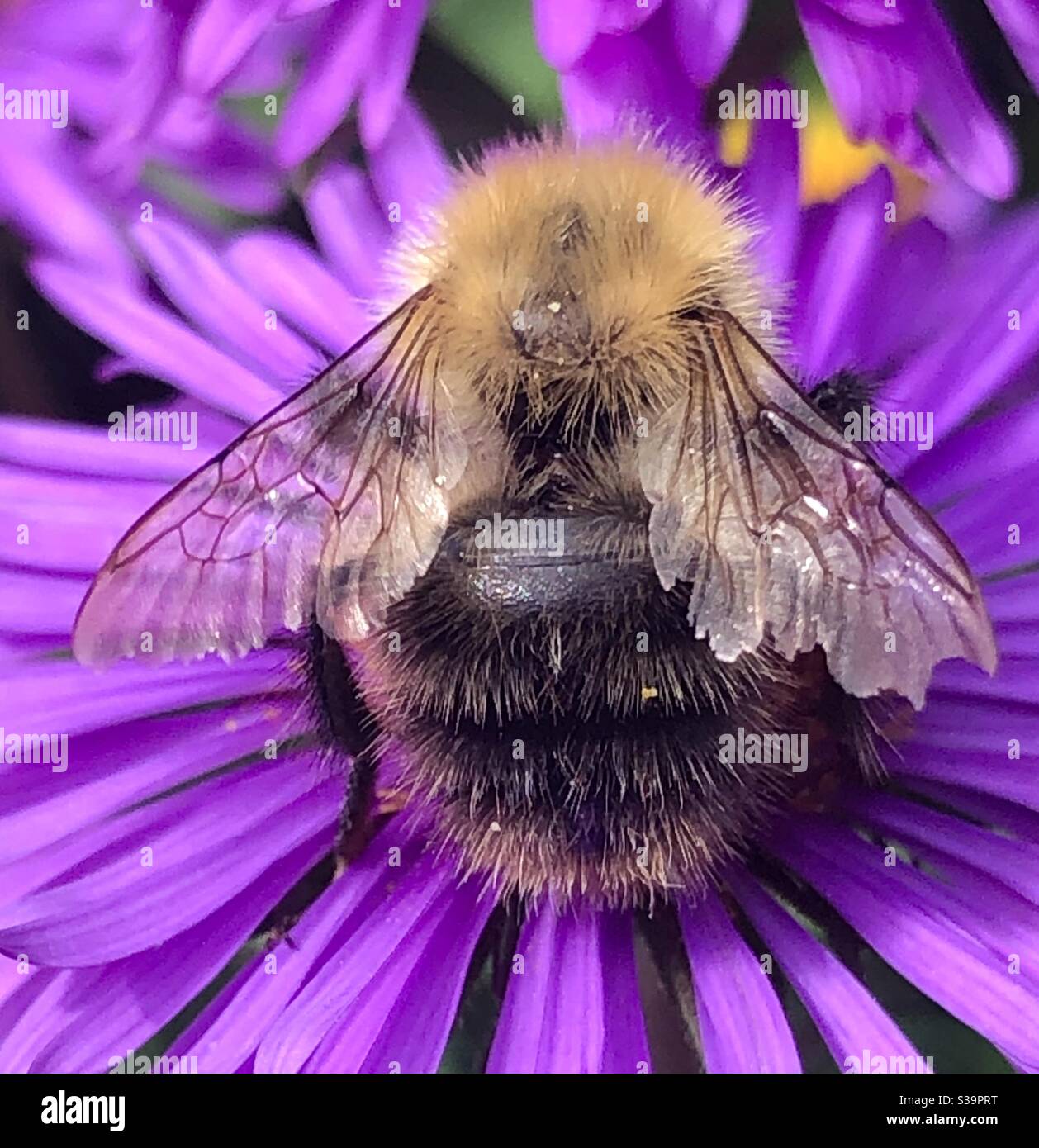 Bumblebee summer hi-res stock photography and images - Alamy